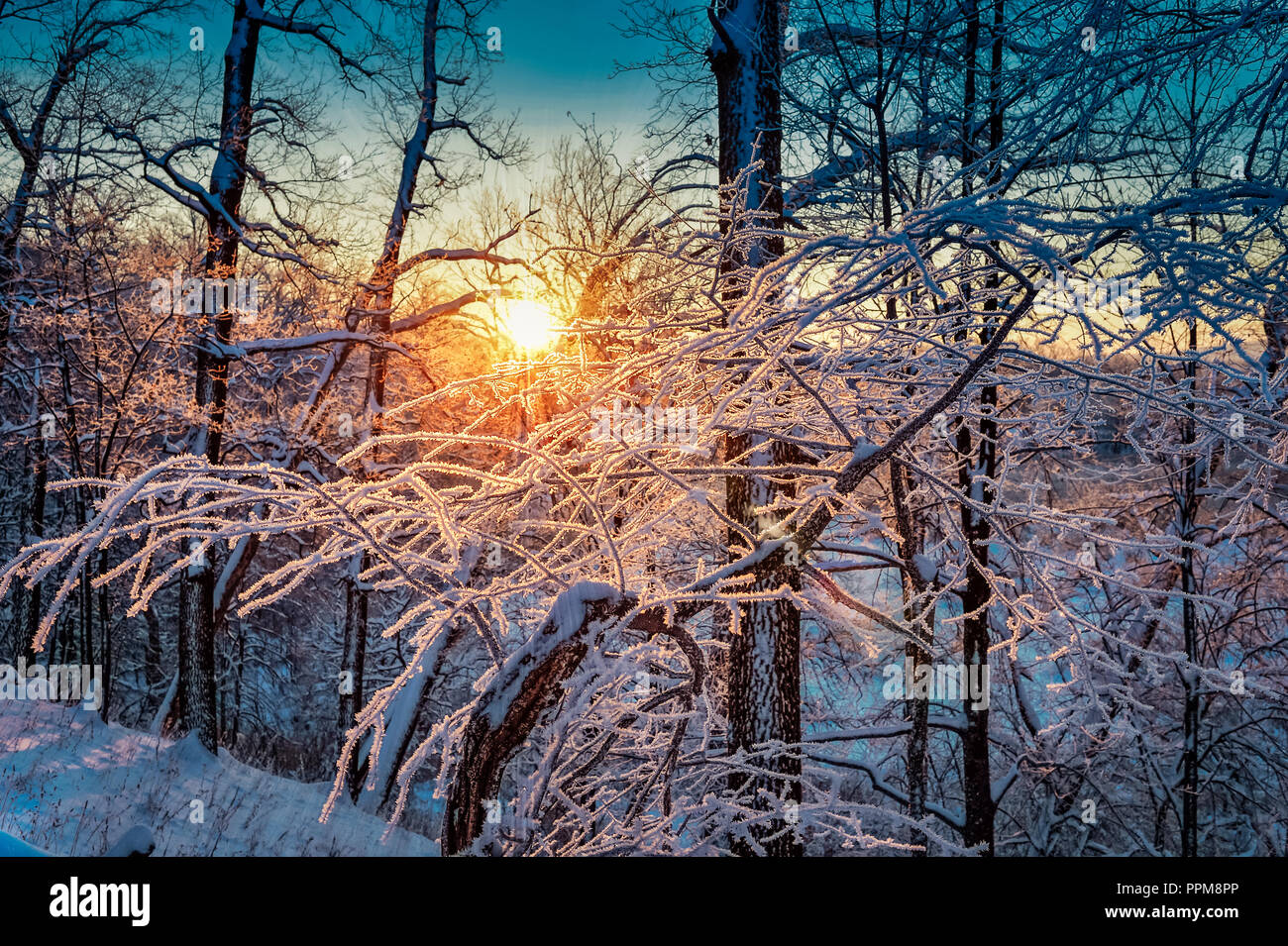 winter landscape in the forest with the morning sun Stock Photo - Alamy