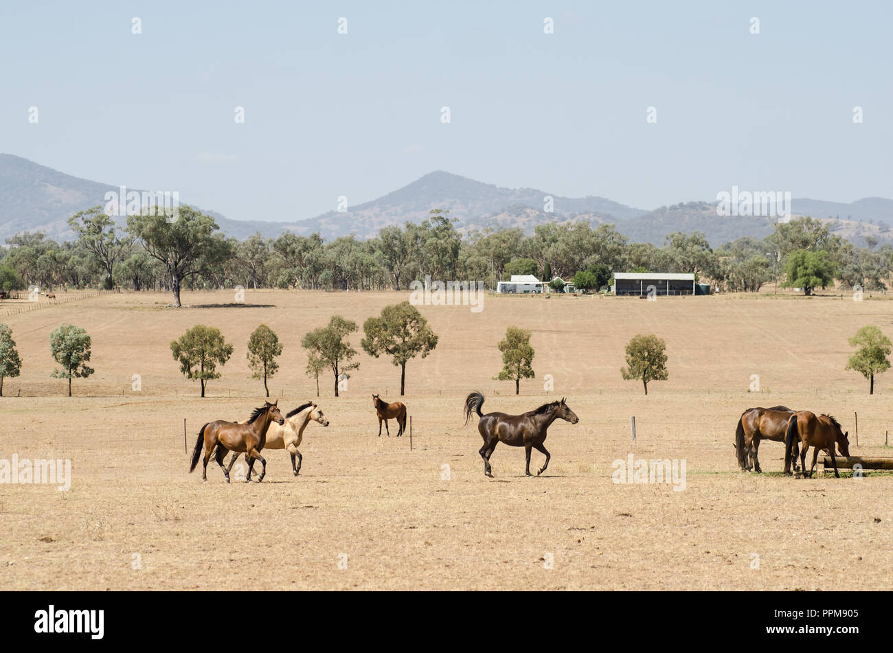 Paddock paddocks hi-res stock photography and images - Alamy