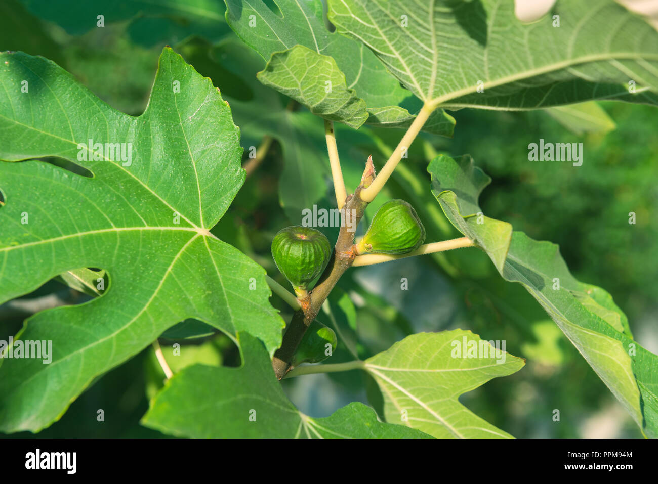 Green figs on the tree in garden Stock Photo - Alamy