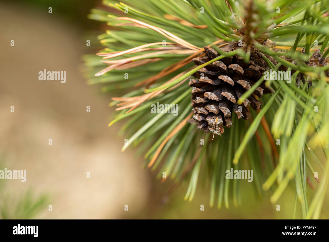 A pine cone attached to a tree/plant Stock Photo - Alamy