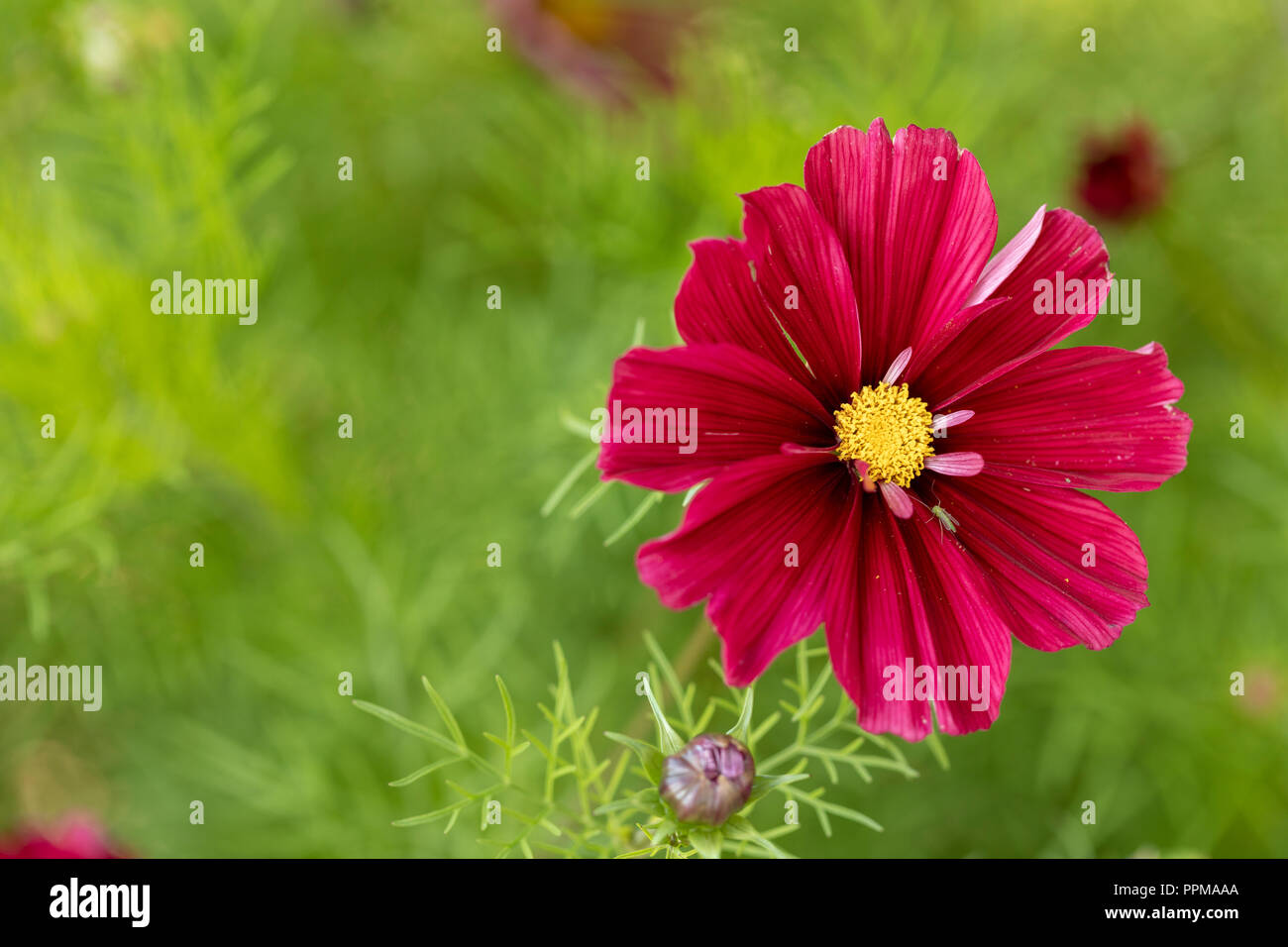 Red cosmos hi-res stock photography and images - Alamy