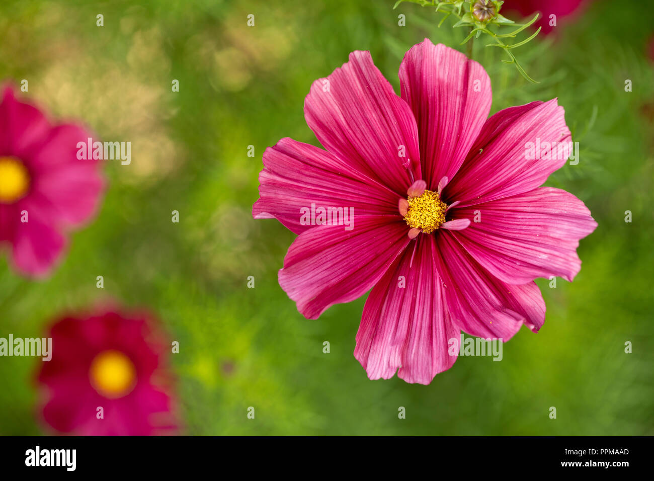 Red cosmos from the sunflower family Stock Photo - Alamy