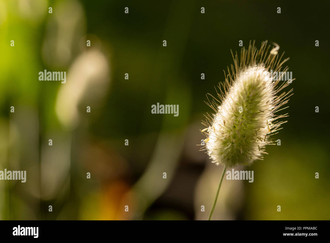 Bunny tail hi-res stock photography and images - Alamy