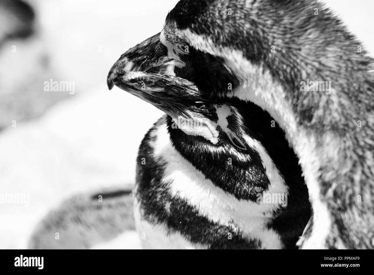 St louis zoo hi-res stock photography and images - Alamy