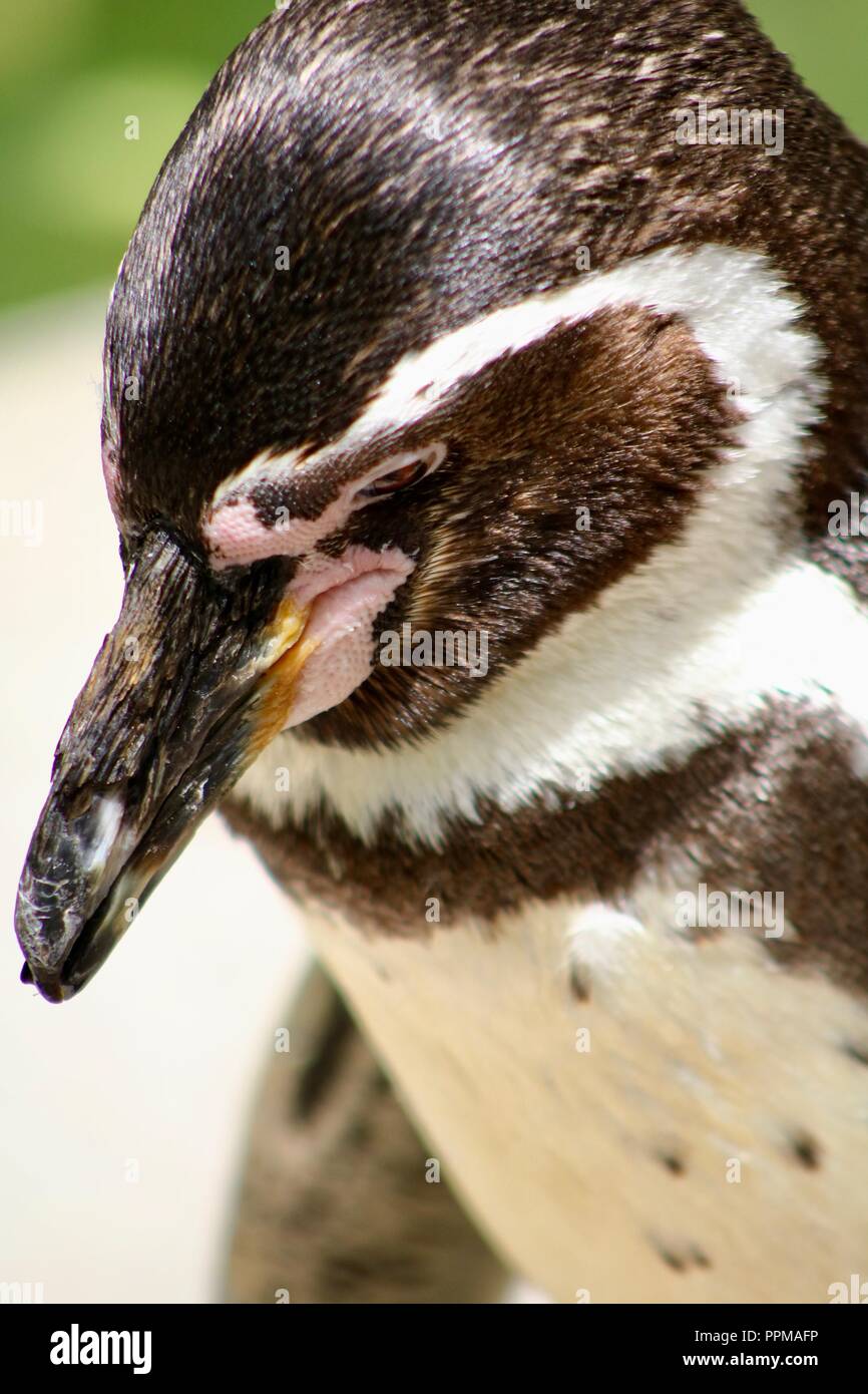 Humboldt penguins at the St Louis Zoo Stock Photo - Alamy