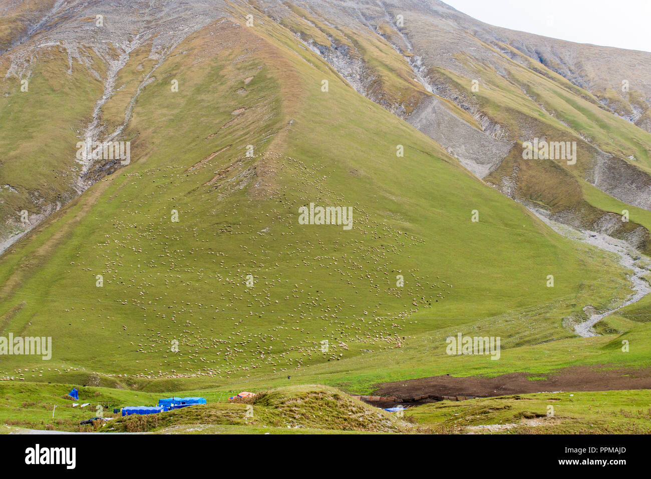 Beautiful landscapes with high mountains of Georgia. Herd of sheep on a ...