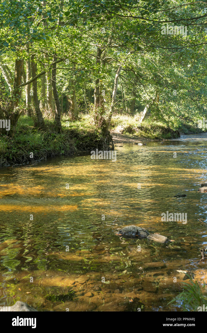 Bollihope Burn seen from the Weardale Way, White Kirkley near ...
