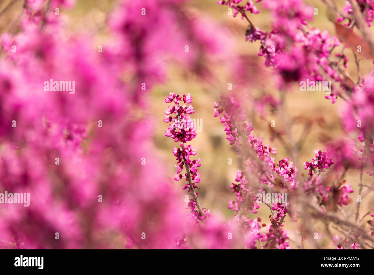 Pink farm hi-res stock photography and images - Alamy