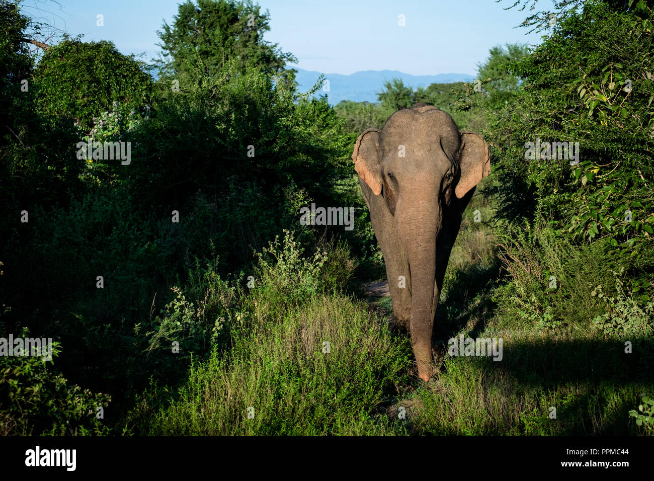 front of a single asian elephant Stock Photo - Alamy