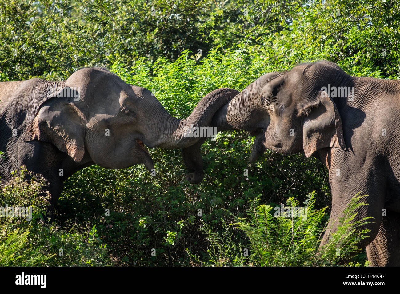 Elephant Love Photography