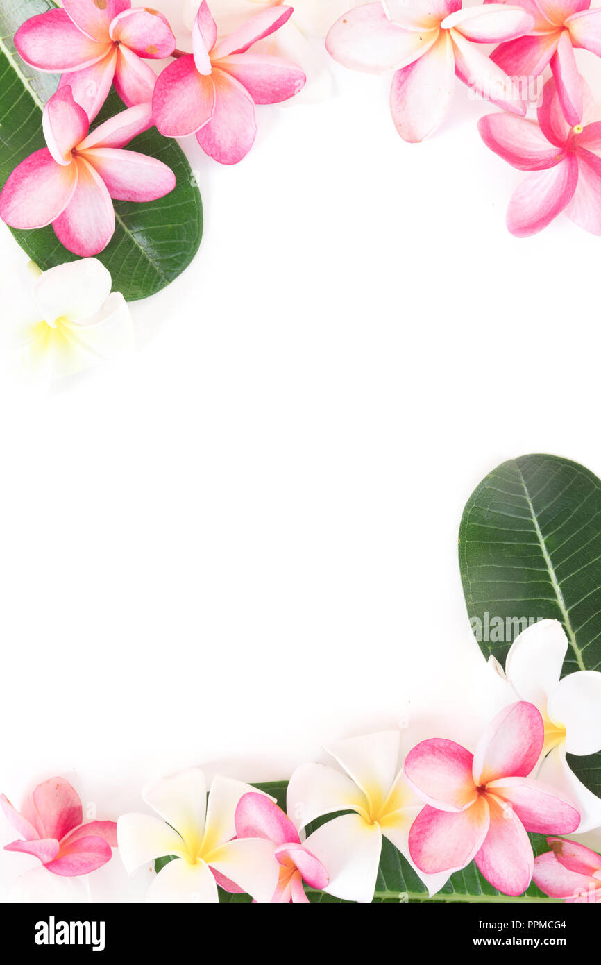 Tropical floral modern border from palm leaves and frangipani plumeria ...
