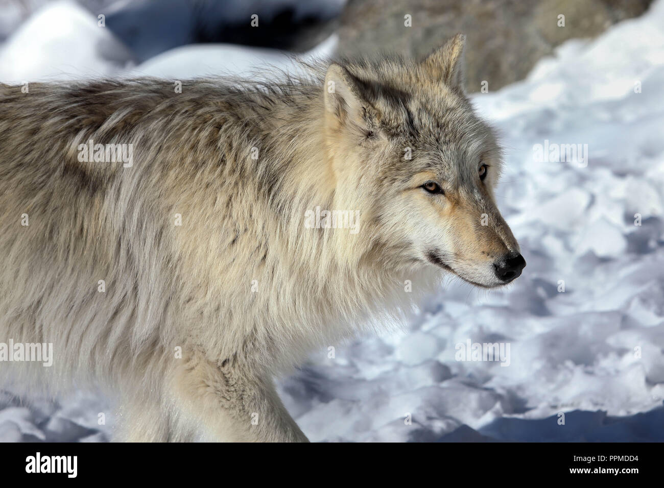 Canis lupus occidentalis hi-res stock photography and images - Alamy