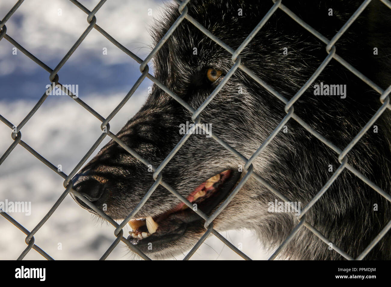 Wolf in captivity Stock Photo - Alamy