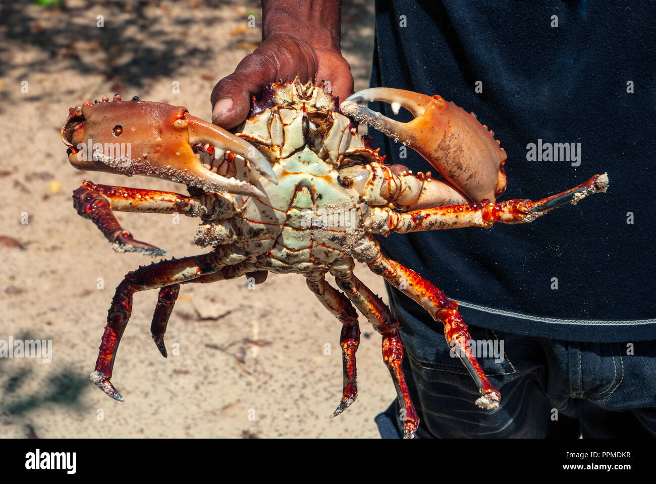 Big crab on Caribbean beaches Stock Photo - Alamy
