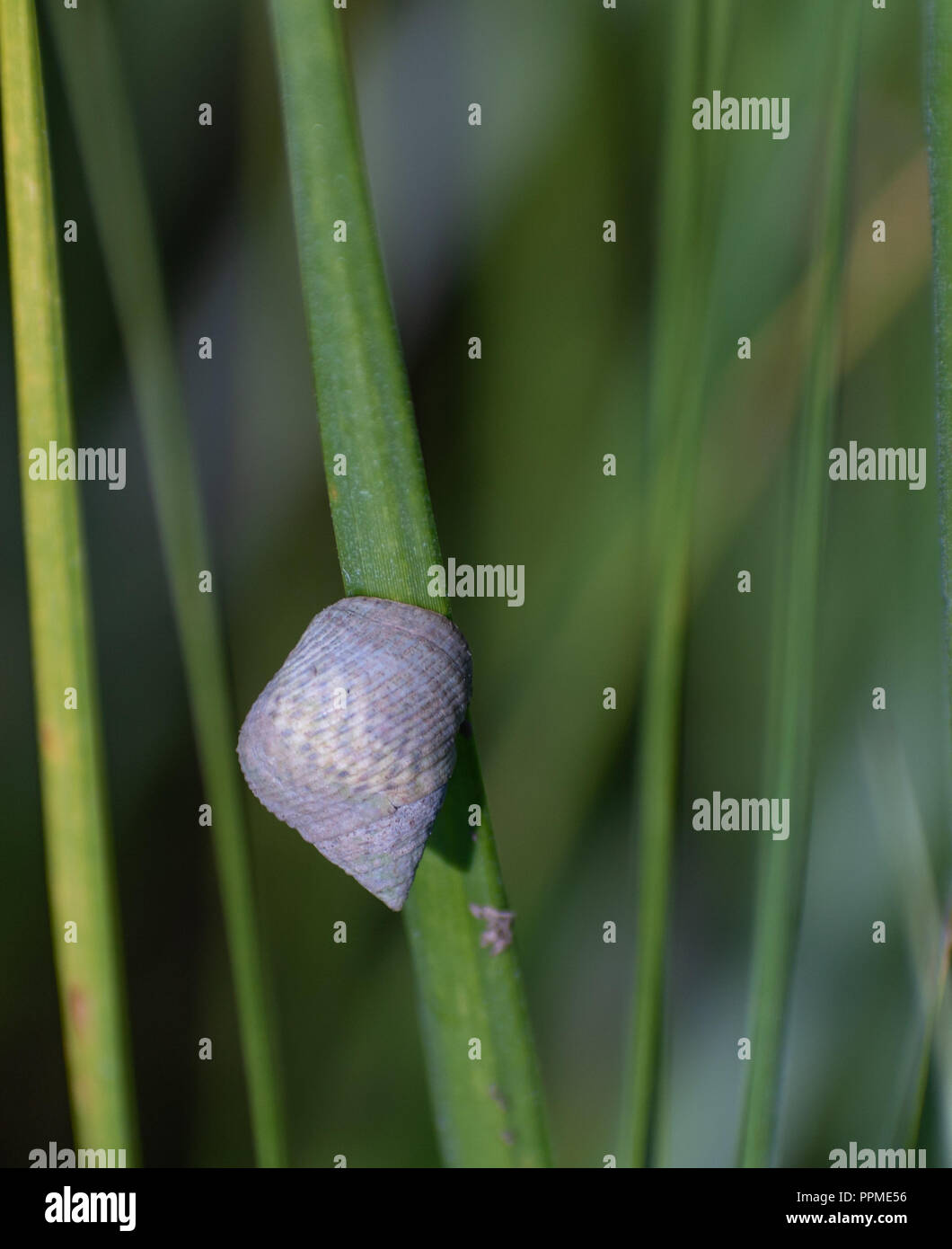 Periwinkle snail hi-res stock photography and images - Alamy