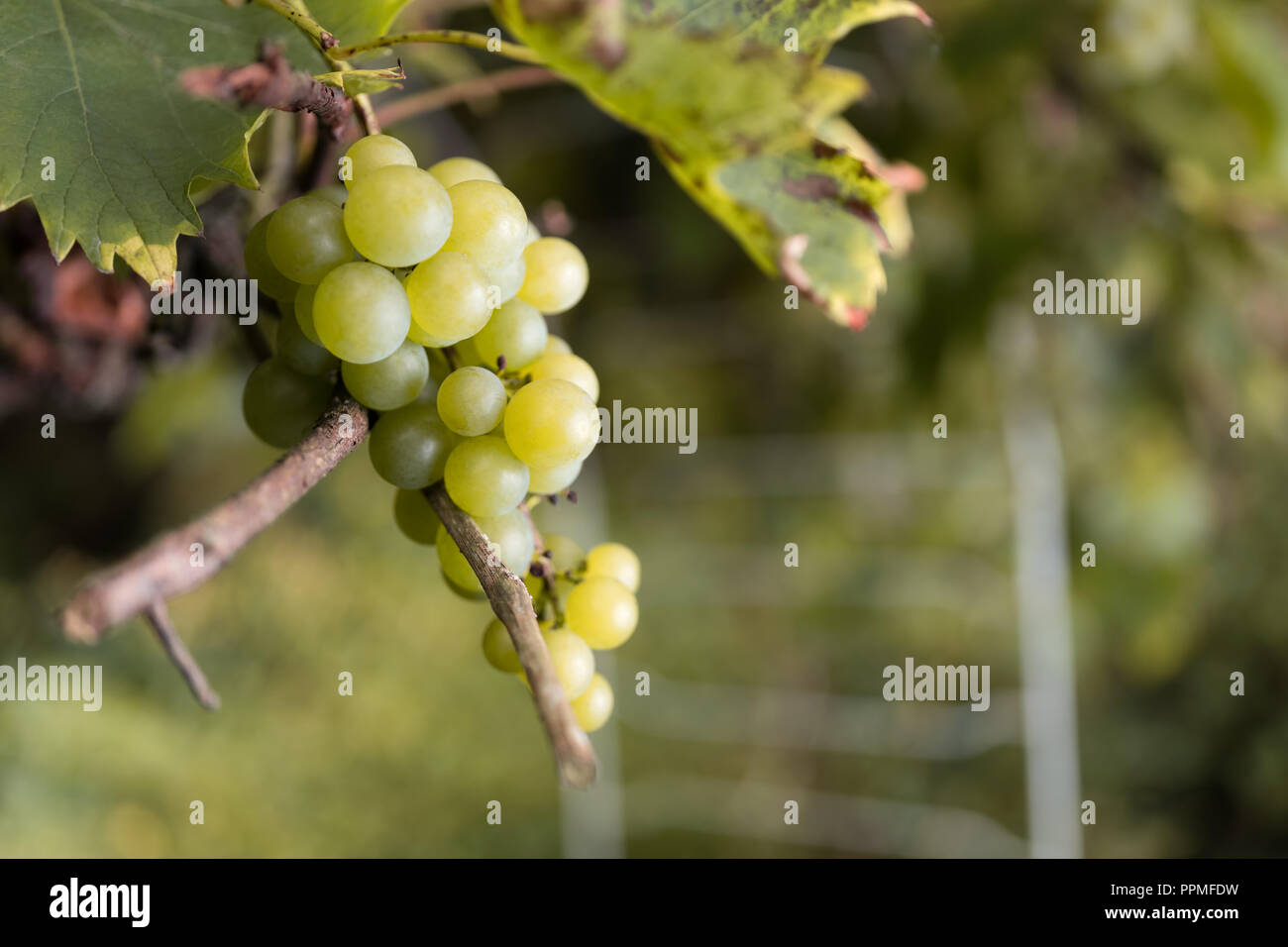 Organic green grape tree vine plant in autumn or fall. Natural grown ...