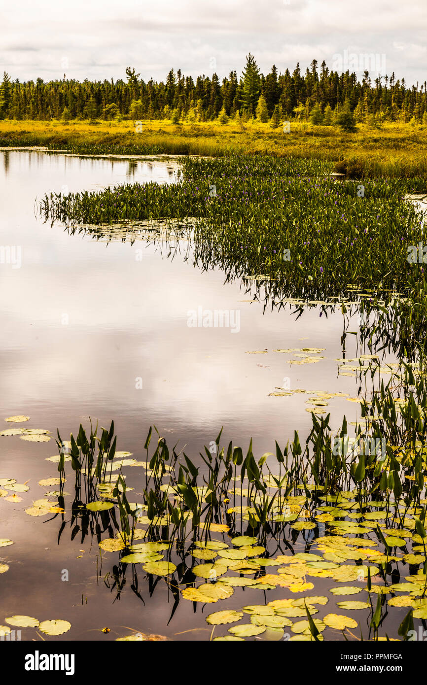 Stream and Marsh Grand Lake Stream, Maine, USA Stock Photo - Alamy