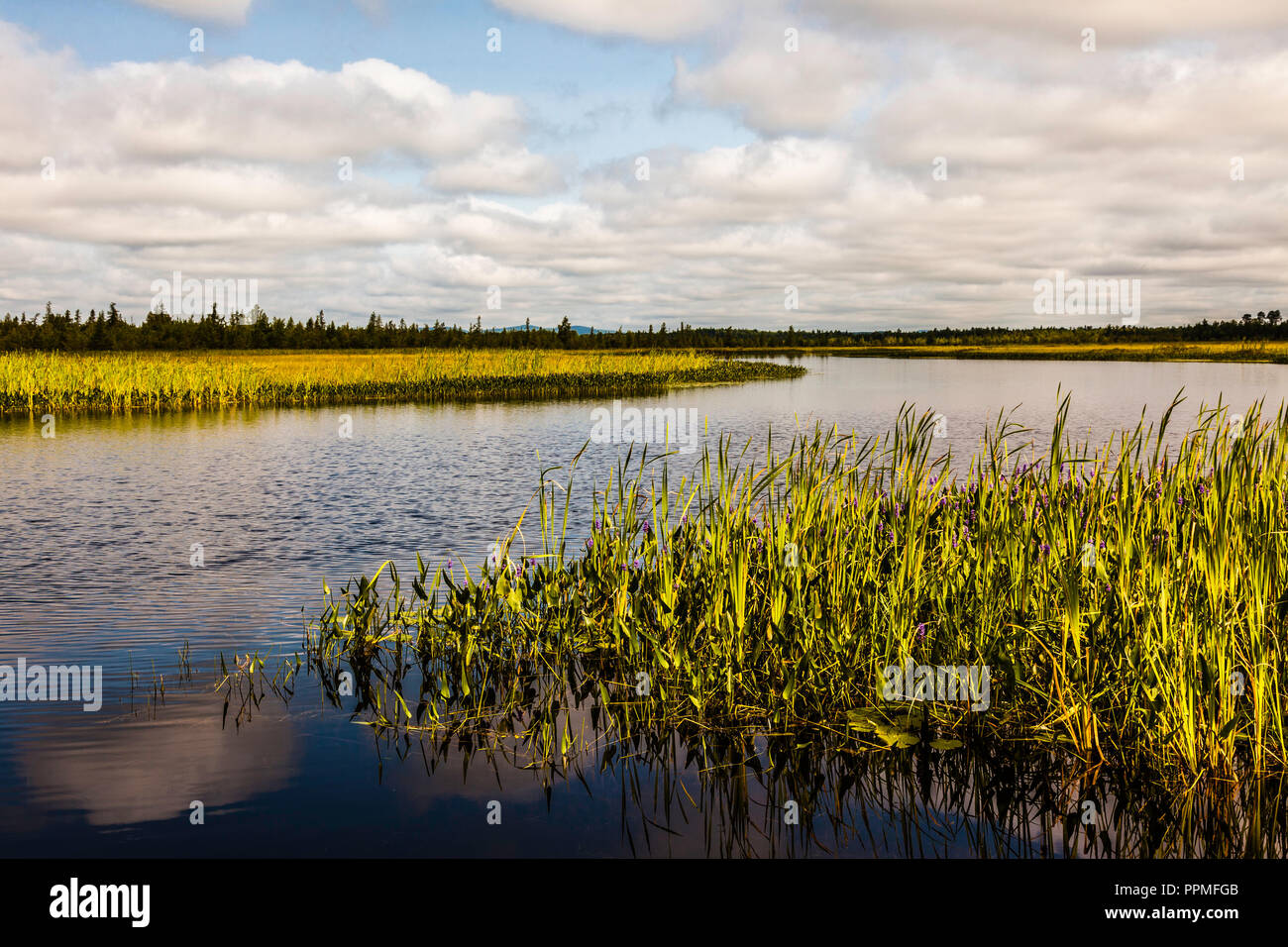 Stream and Marsh Grand Lake Stream, Maine, USA Stock Photo - Alamy