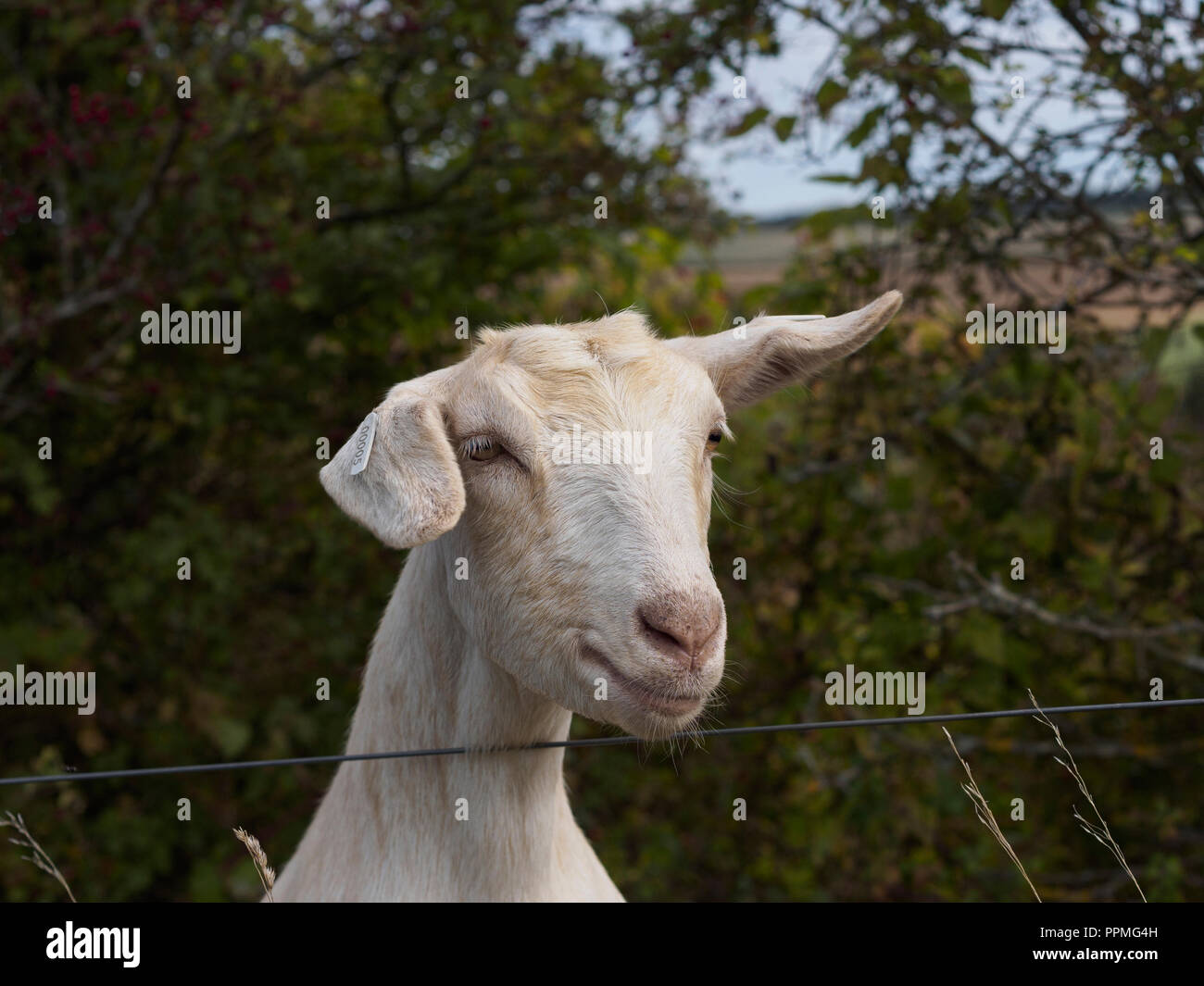 Goat peering over a fence Stock Photo - Alamy