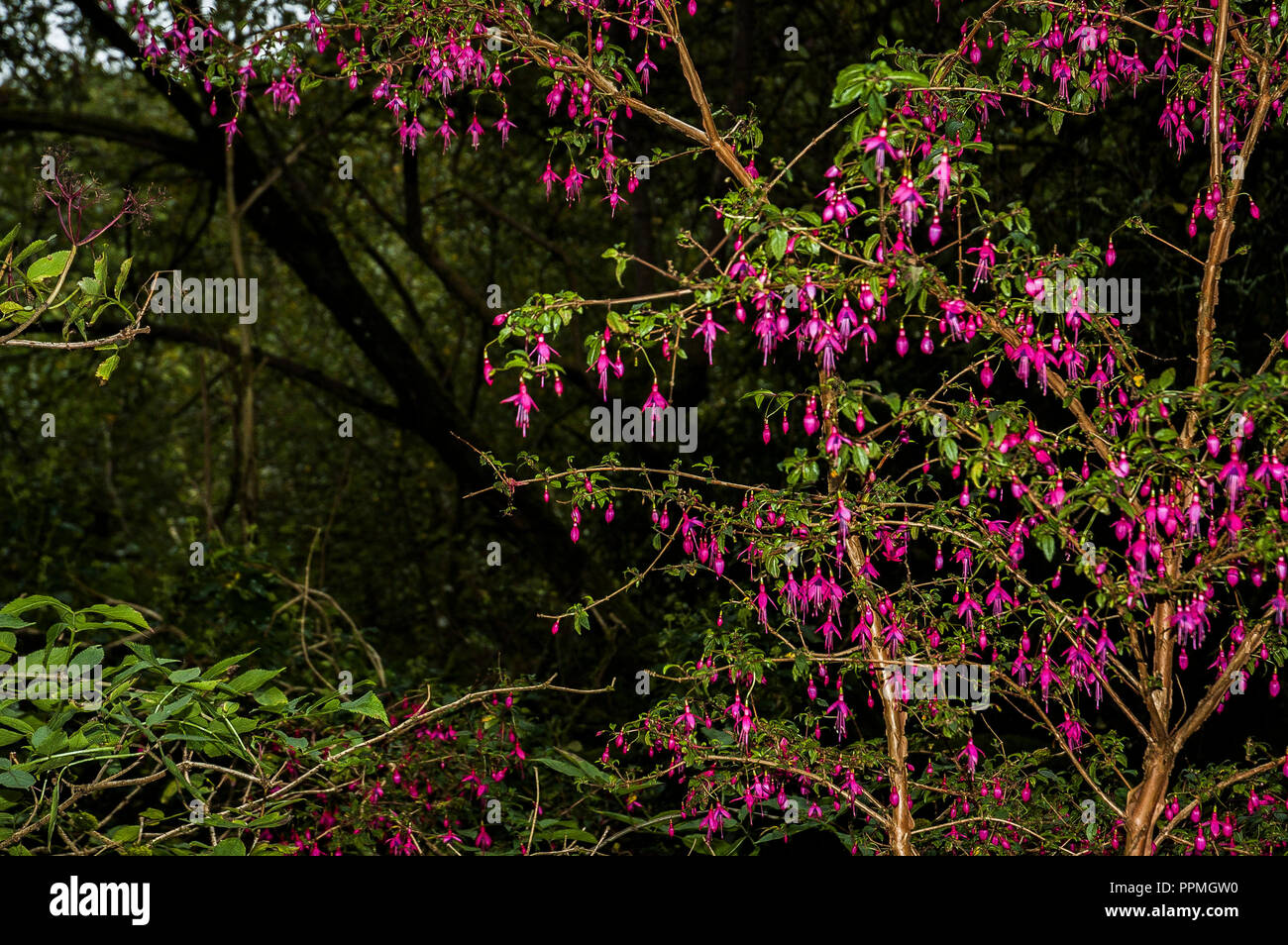 A very pretty purple bush Stock Photo - Alamy