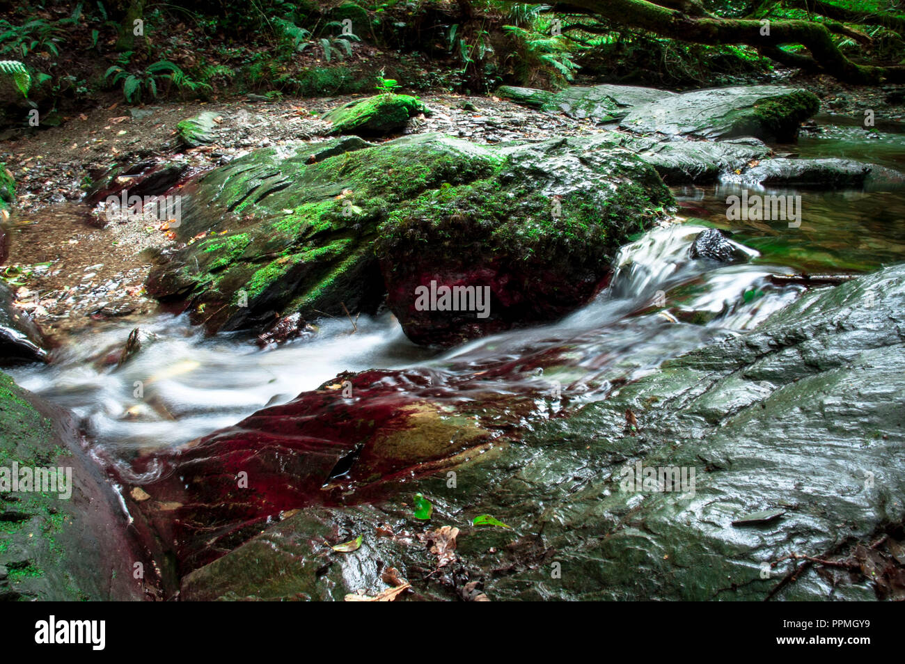 Bleeding rocks and flowing water in the River Pl Stock Photo - Alamy