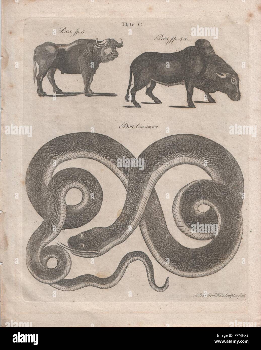 C constrictor hi-res stock photography and images - Alamy