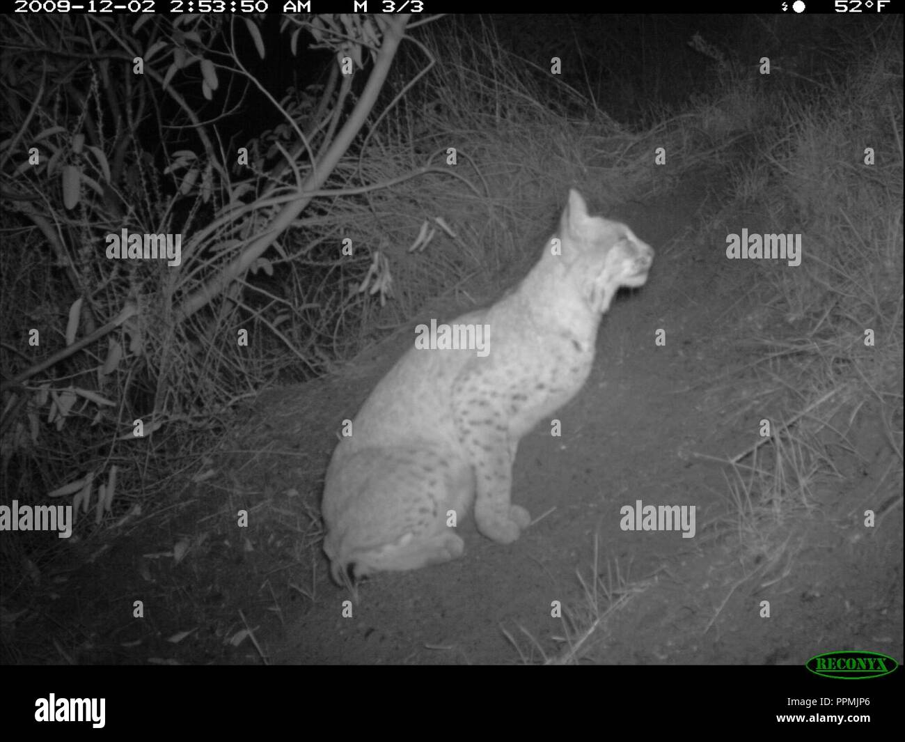 Bobcat at Night Stock Photo - Alamy