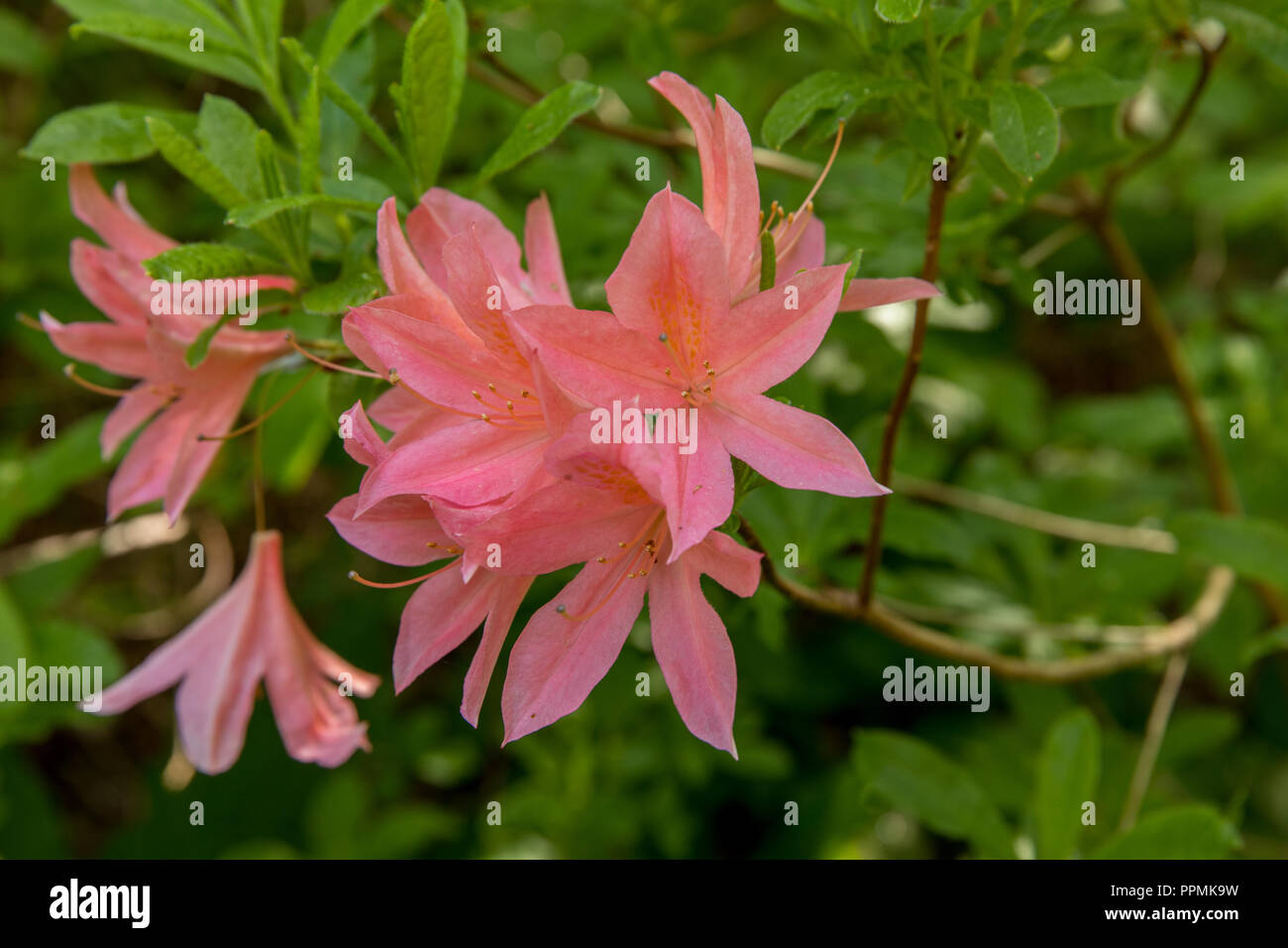 Inverewe gardens hi-res stock photography and images - Alamy