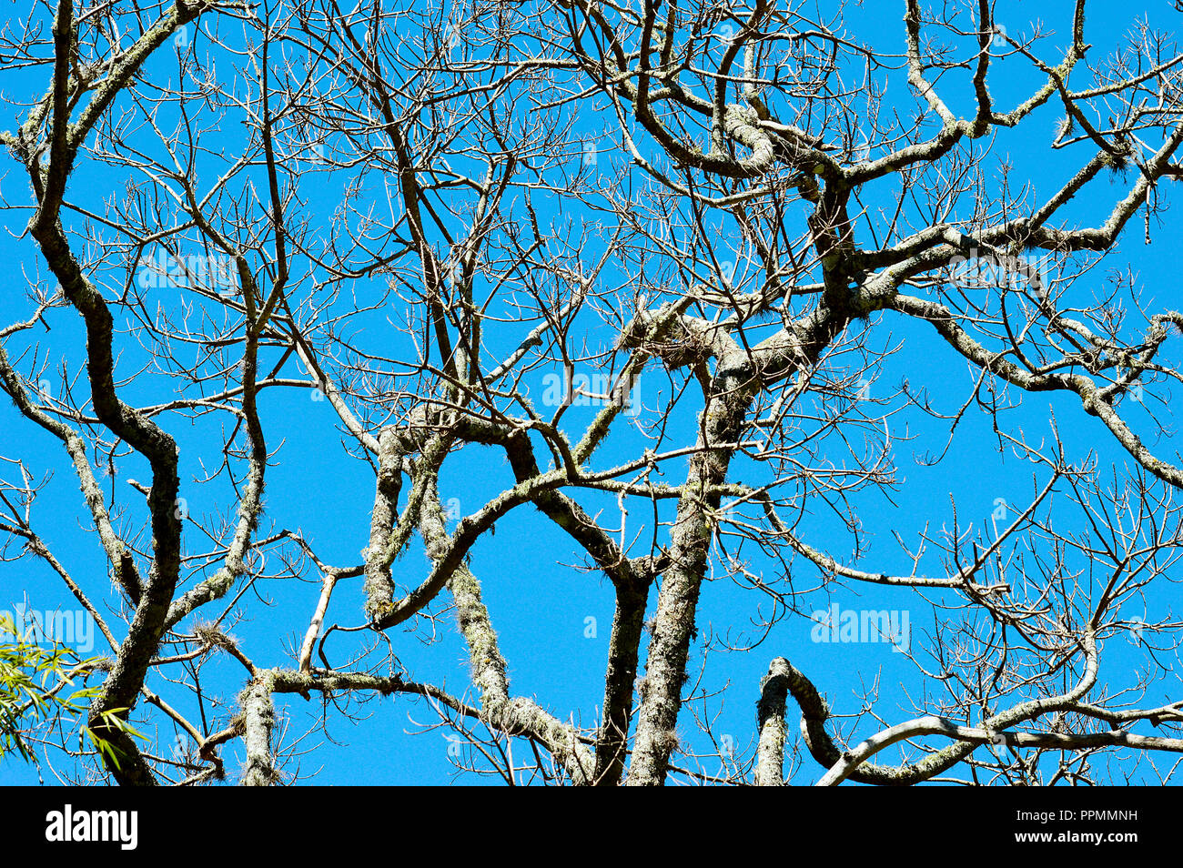 Dry tree with sky background Stock Photo - Alamy