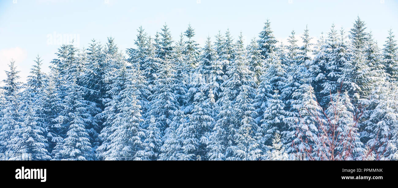 Snow Pine Tree Texture