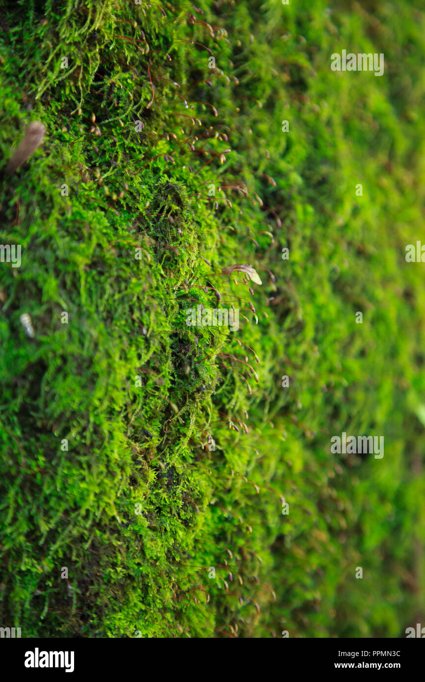 Moss Plant Texture