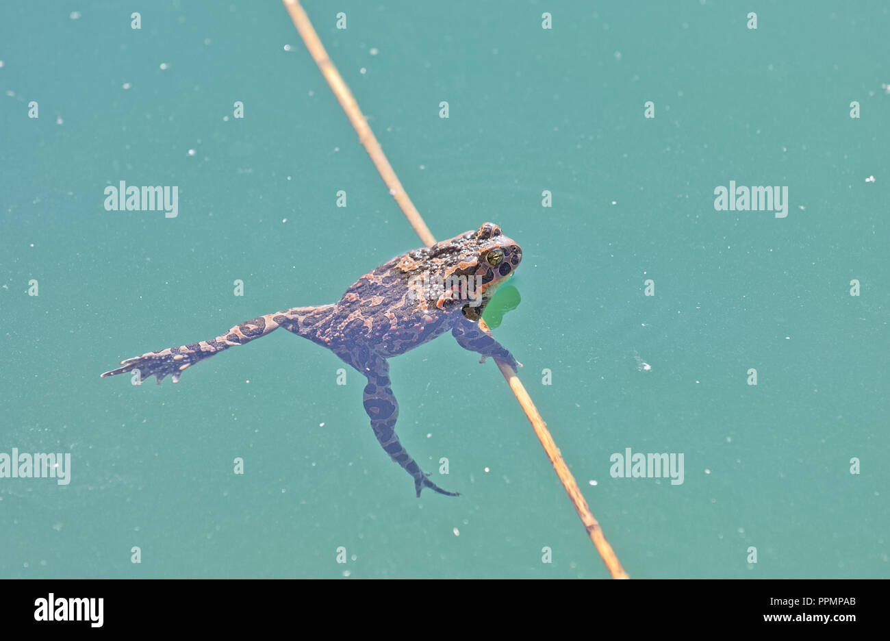 The frog floats on the surface of the Krka river in Croatia Stock Photo ...