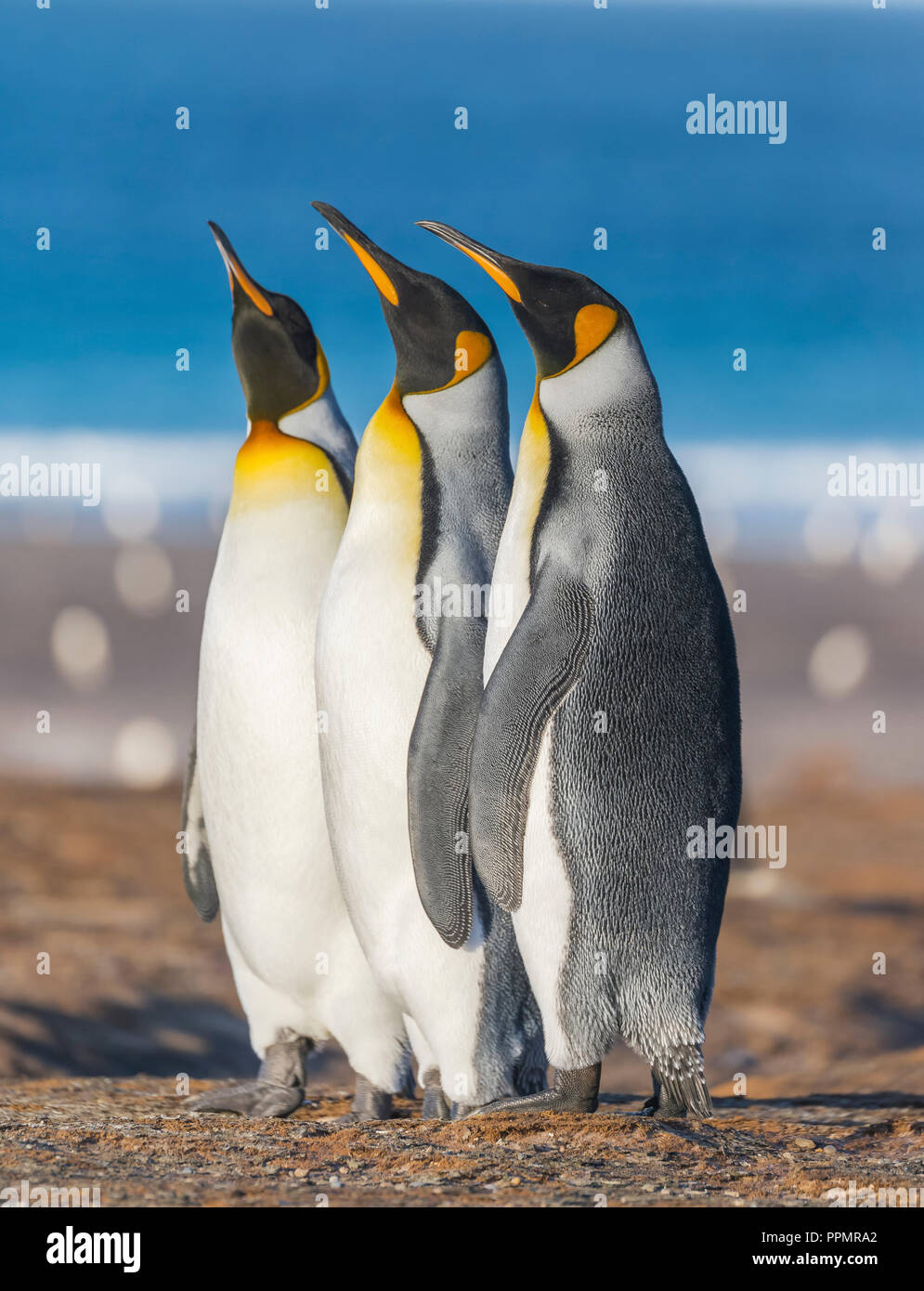 Trio of penguins hi-res stock photography and images - Alamy