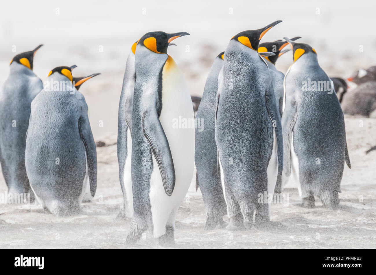 Penguin huddling hi-res stock photography and images - Alamy