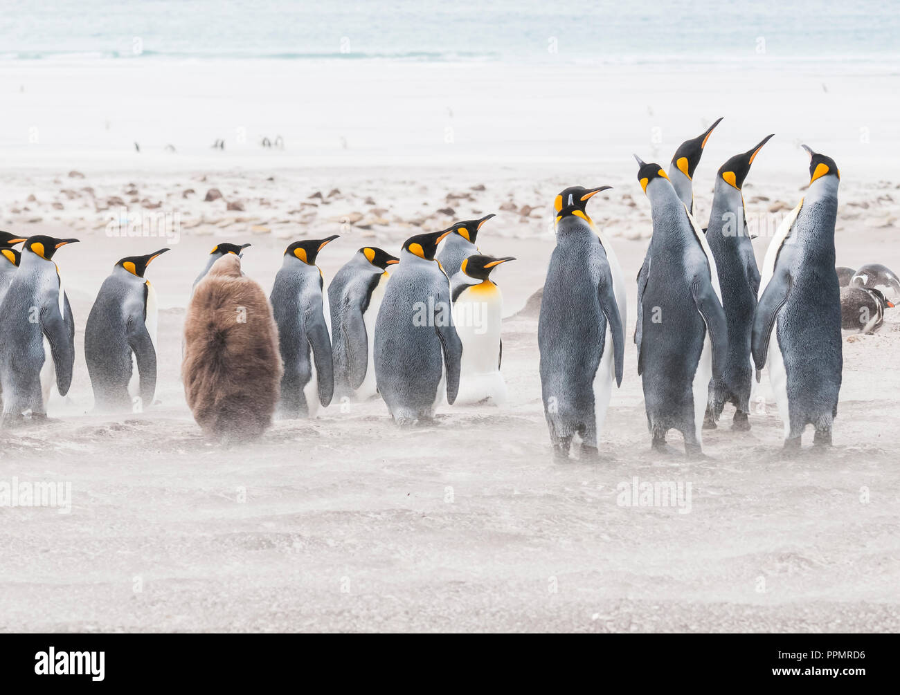 A waddle of King Penguins Stock Photo - Alamy