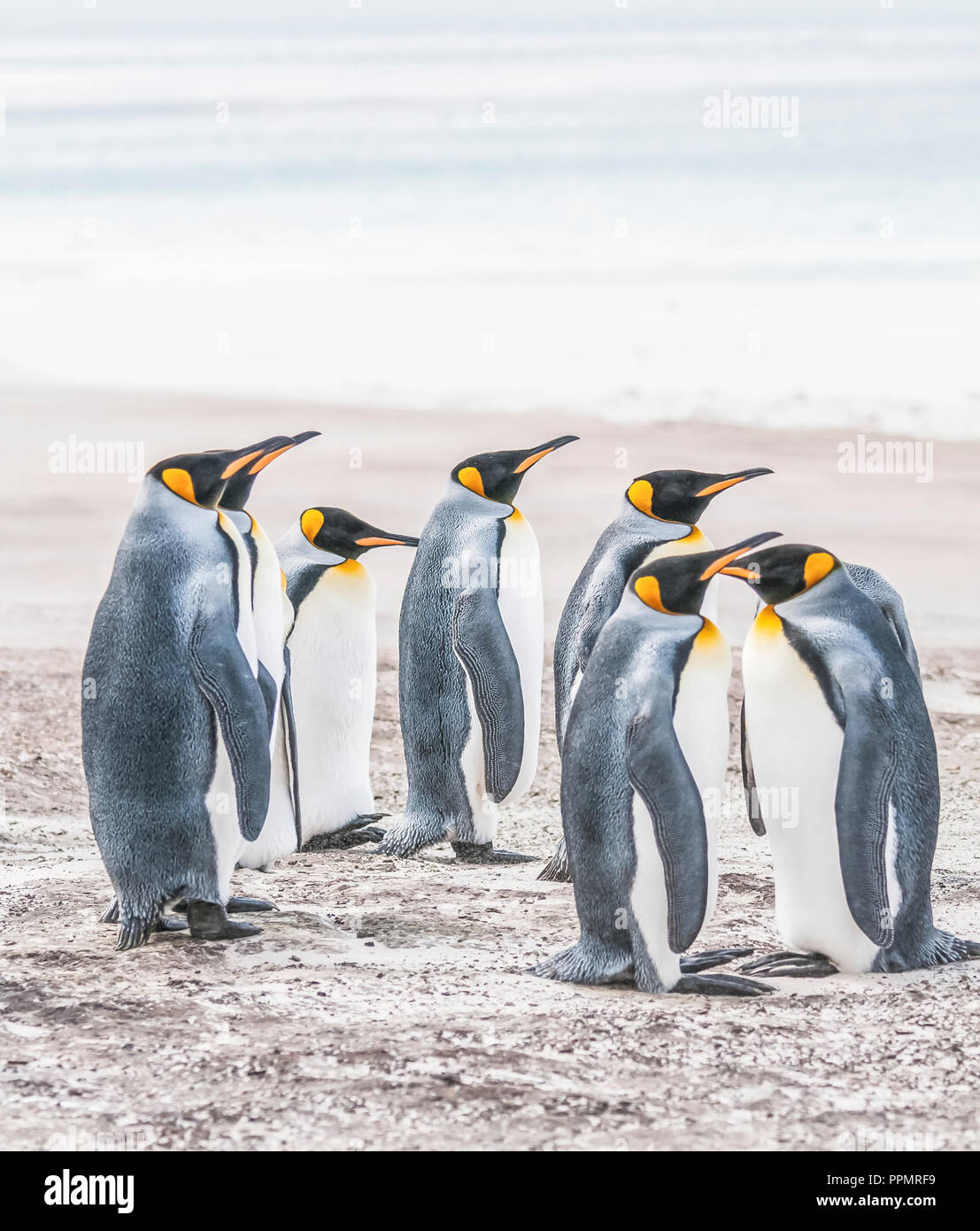King Penguins in a group Stock Photo - Alamy