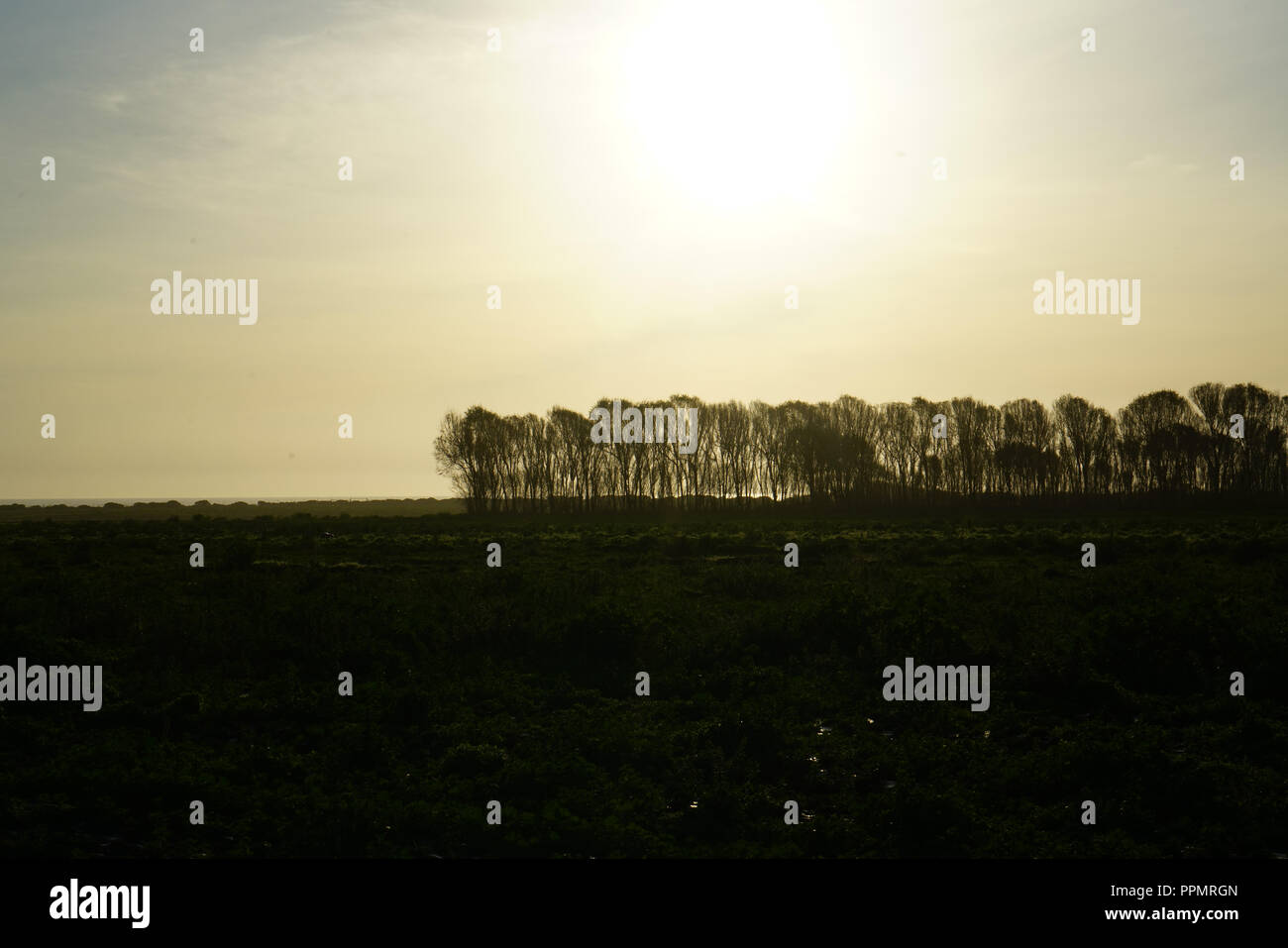 Grove of trees in California Stock Photo - Alamy