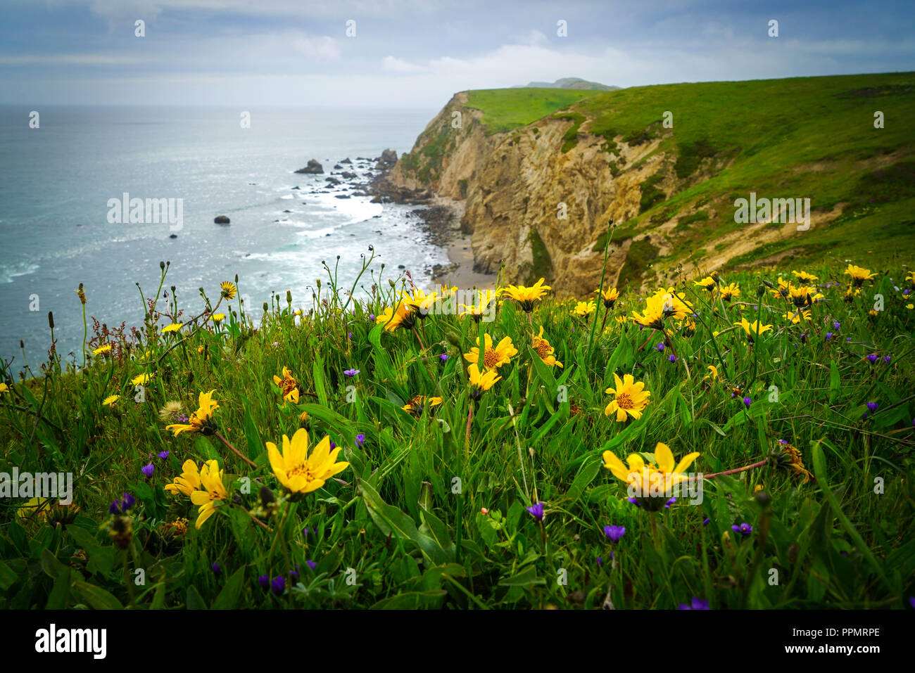 Spring flowers in bloom in California Stock Photo - Alamy