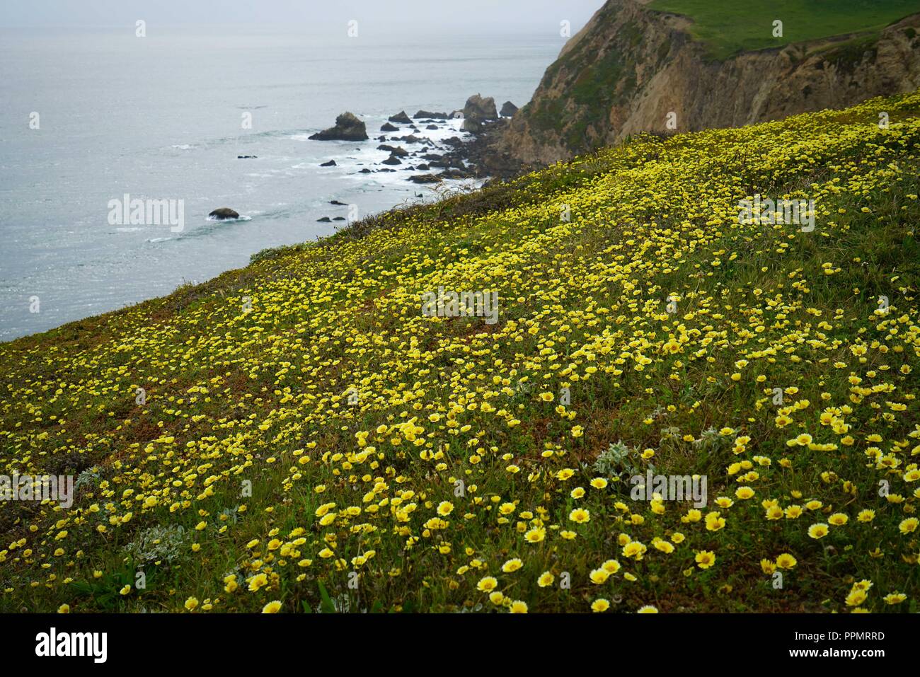 Spring flowers in bloom in California Stock Photo - Alamy