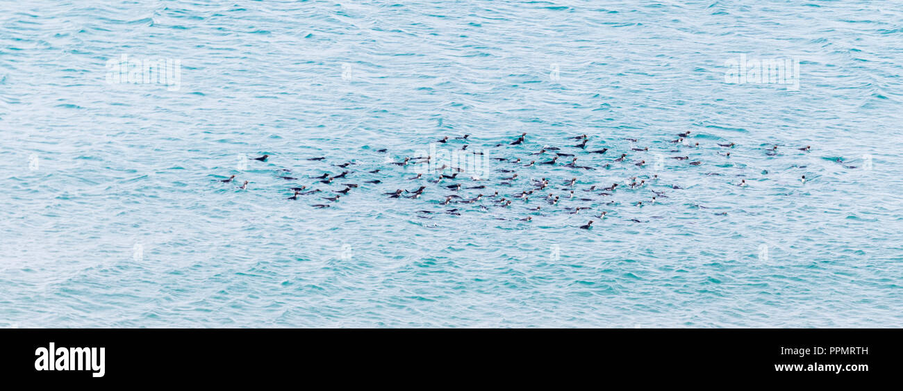A raft of Rockhopper penguins swimming Stock Photo - Alamy