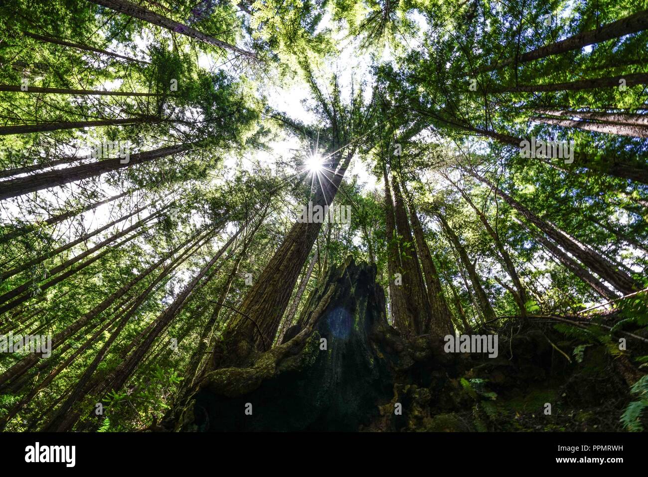 Looking up at the trees in a California forest Stock Photo - Alamy
