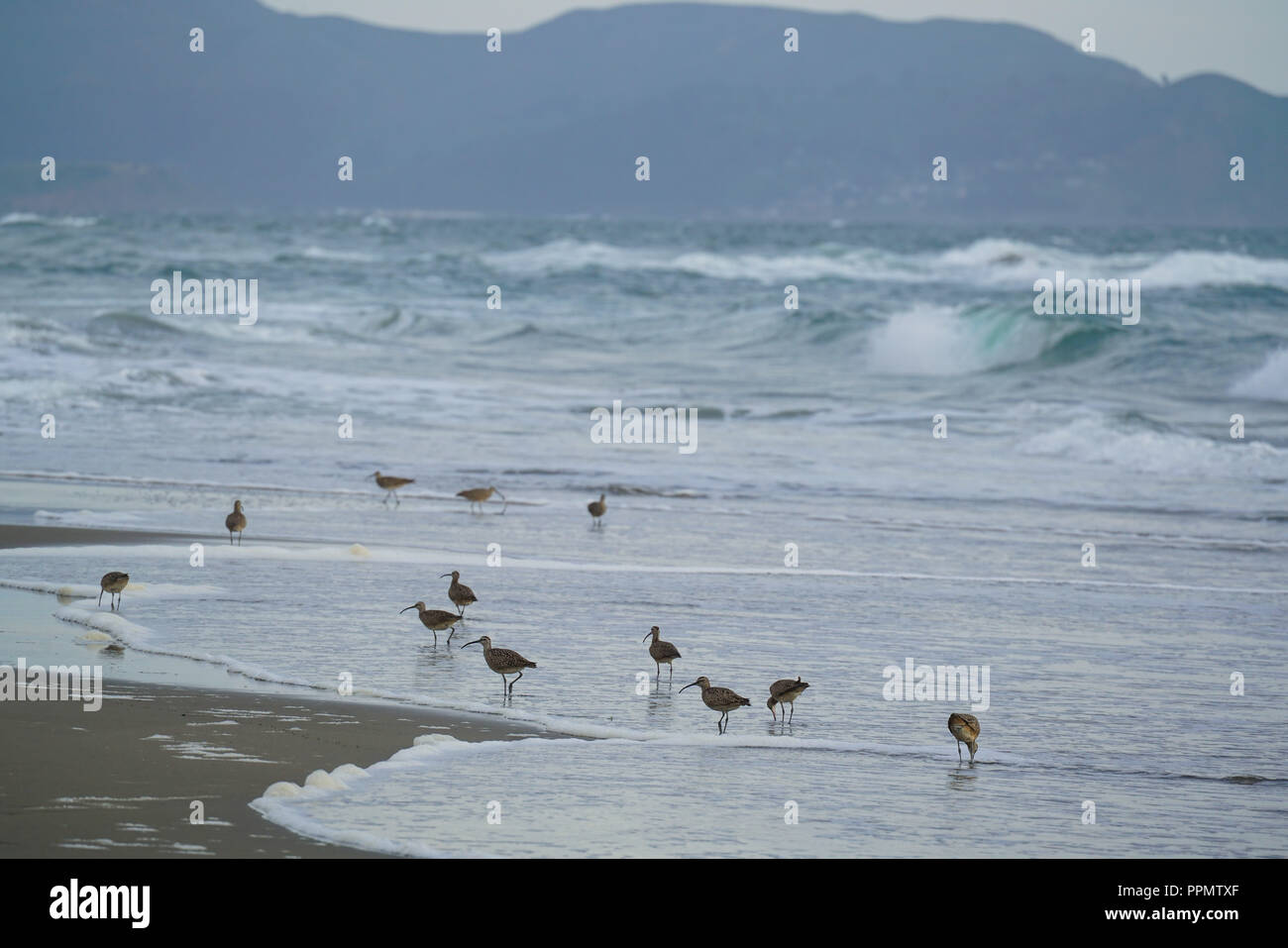 Willets group hi-res stock photography and images - Alamy
