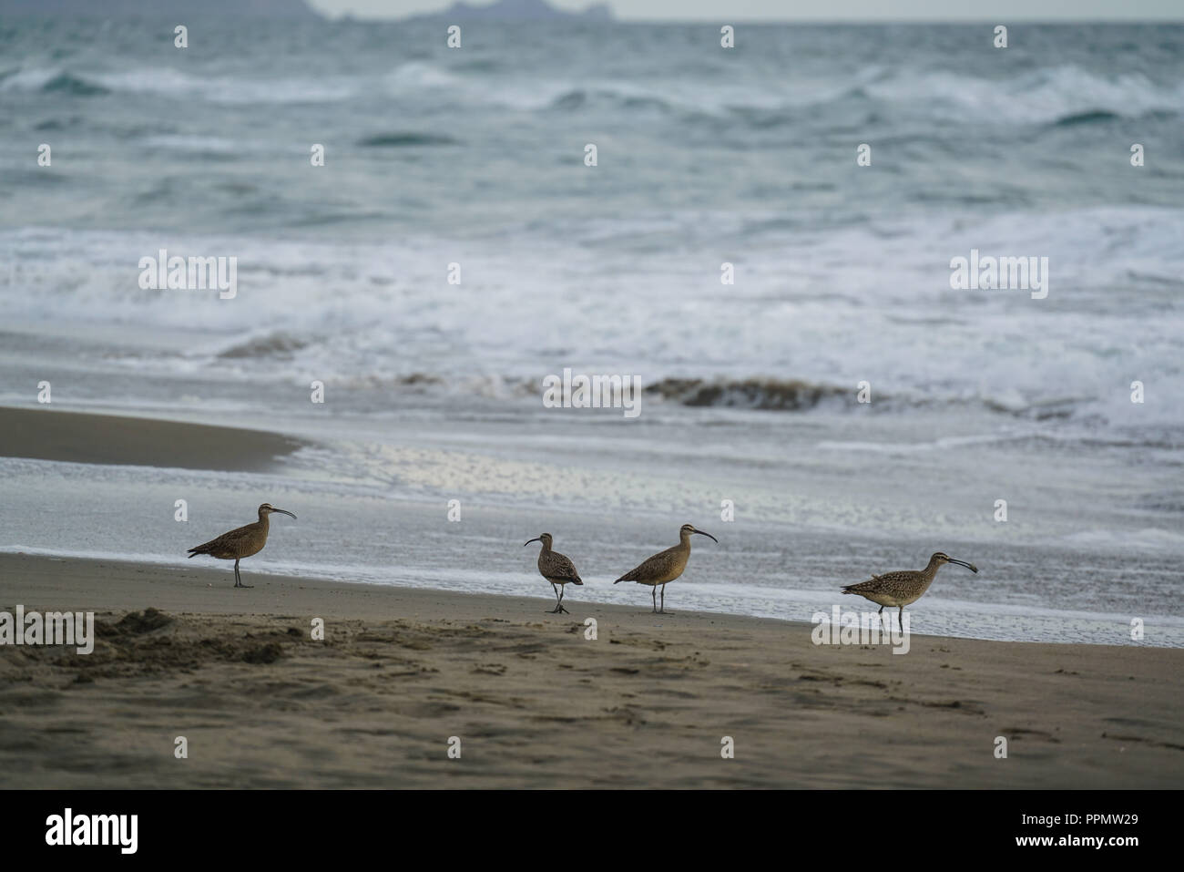 Willets group hi-res stock photography and images - Alamy