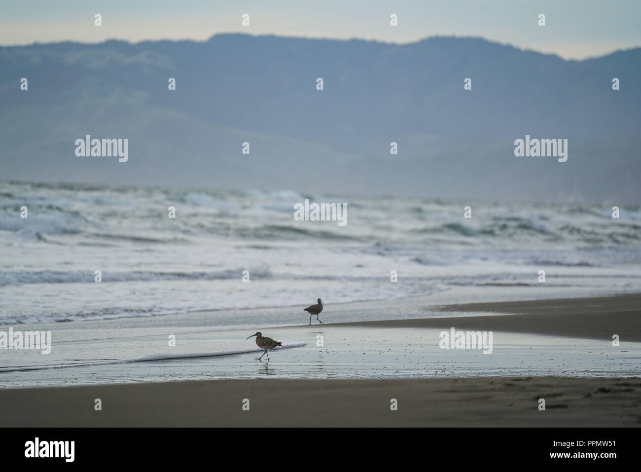 Willets group hi-res stock photography and images - Alamy