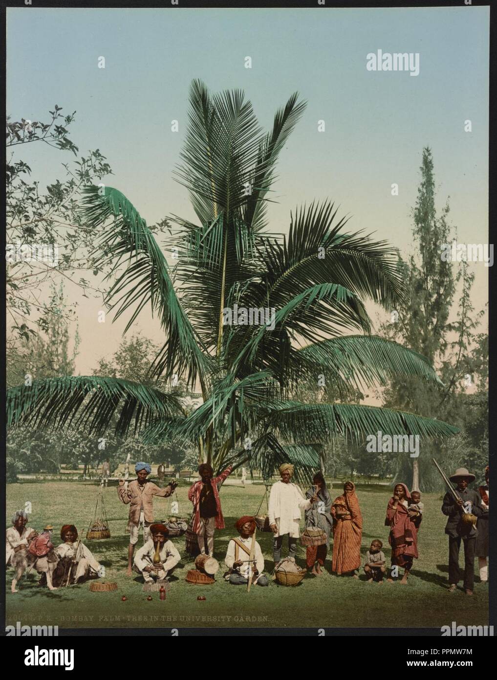 Bombay. Palm-tree in the university garden Stock Photo - Alamy