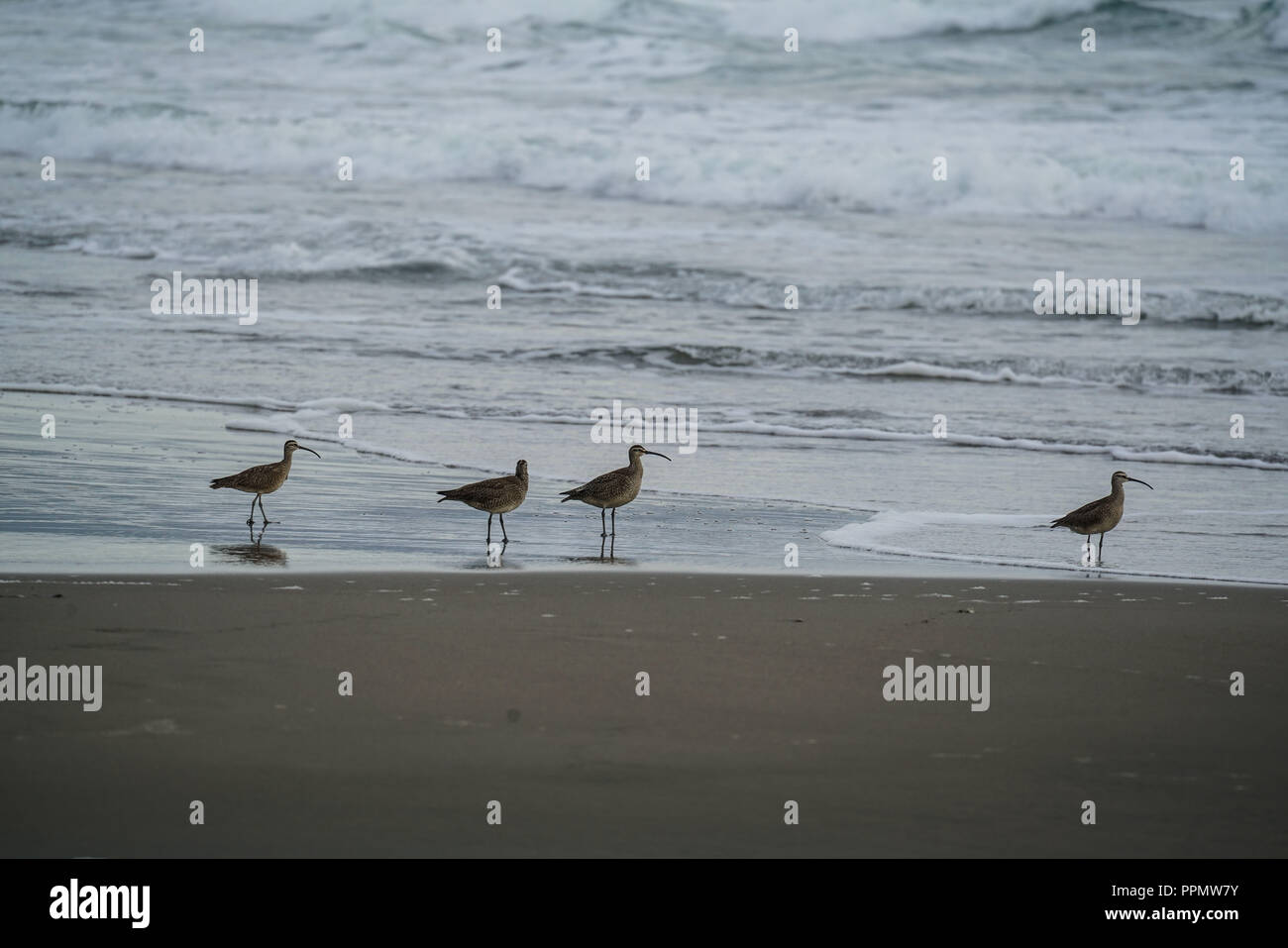 Willets group hi-res stock photography and images - Alamy