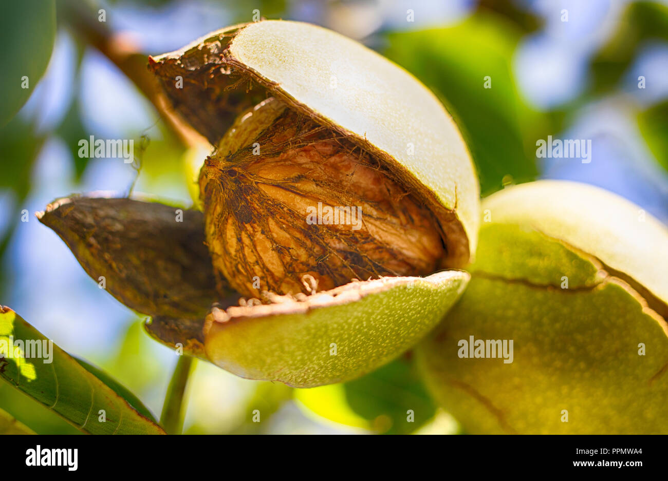 Walnut on a walnut tree. Ripe nut. Harvest. Nut in a natural shell ...