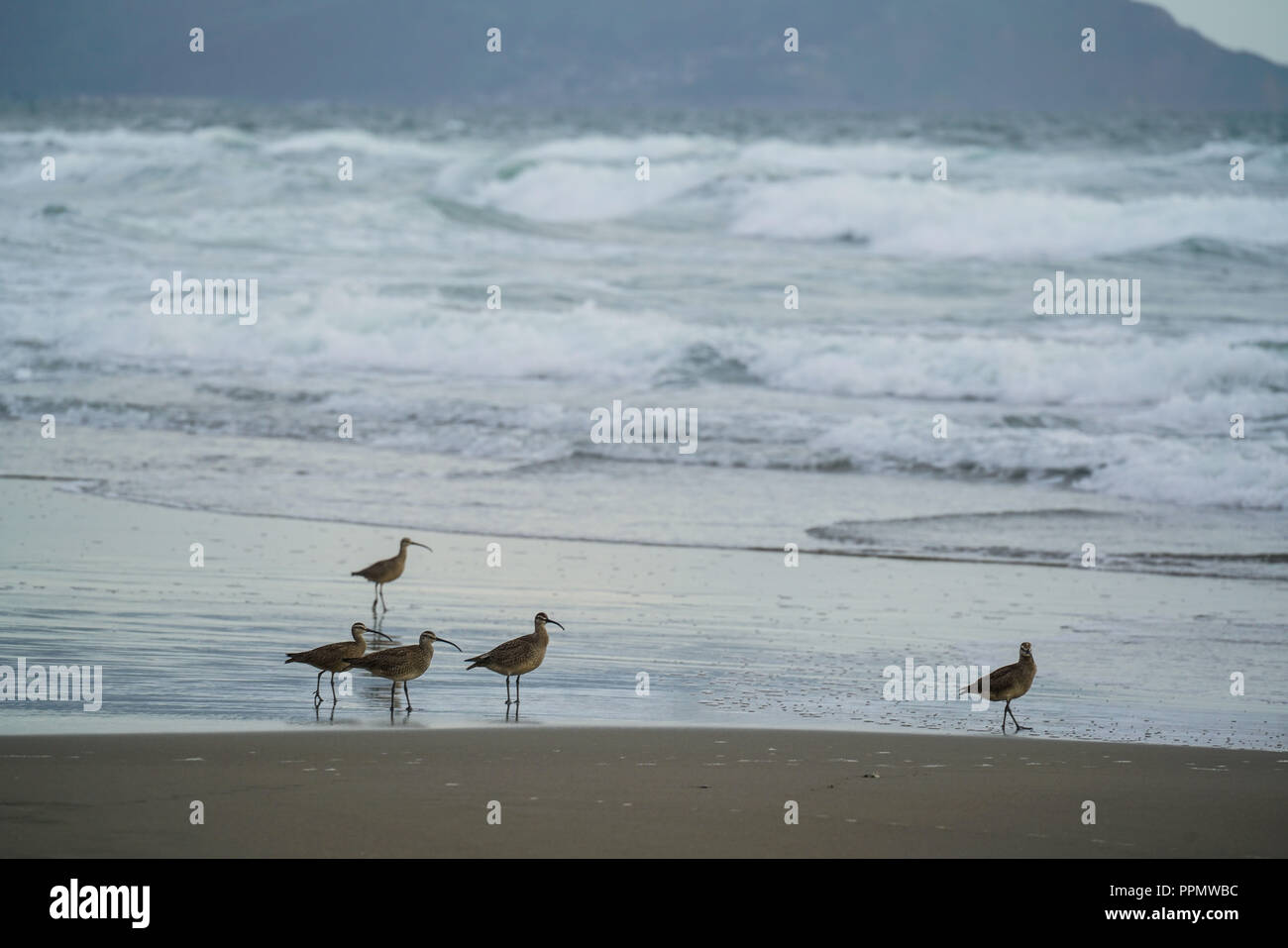 Willets group hi-res stock photography and images - Alamy