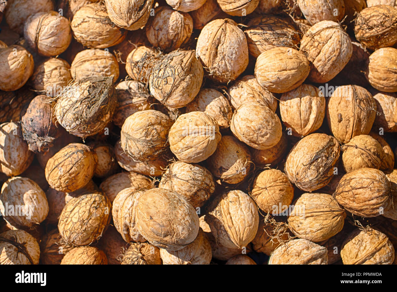 Walnut ripe hi-res stock photography and images - Alamy