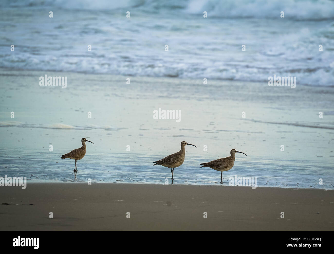 Willets group hi-res stock photography and images - Alamy